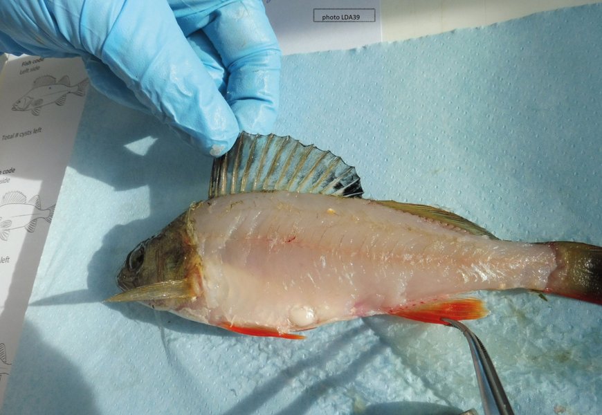 Alerte au parasite - Peche et Poissons | Carnassiers, carpe, truite ...