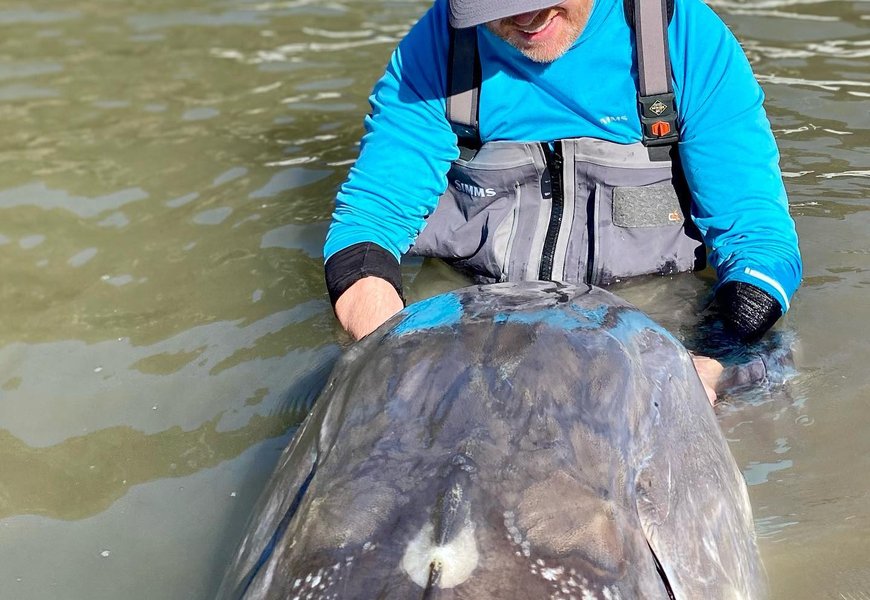 Un esturgeon géant estimé à 250 kg ! - Peche et Poissons | Carnassiers ...
