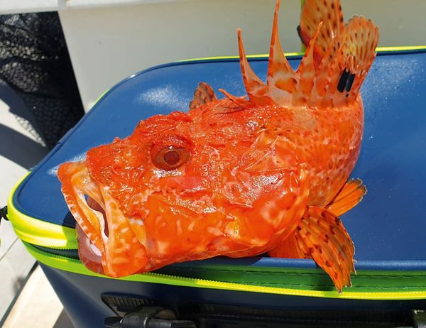 10 techniques estivales (8) : Rascasse rouge à l'appât naturel - Peche ...