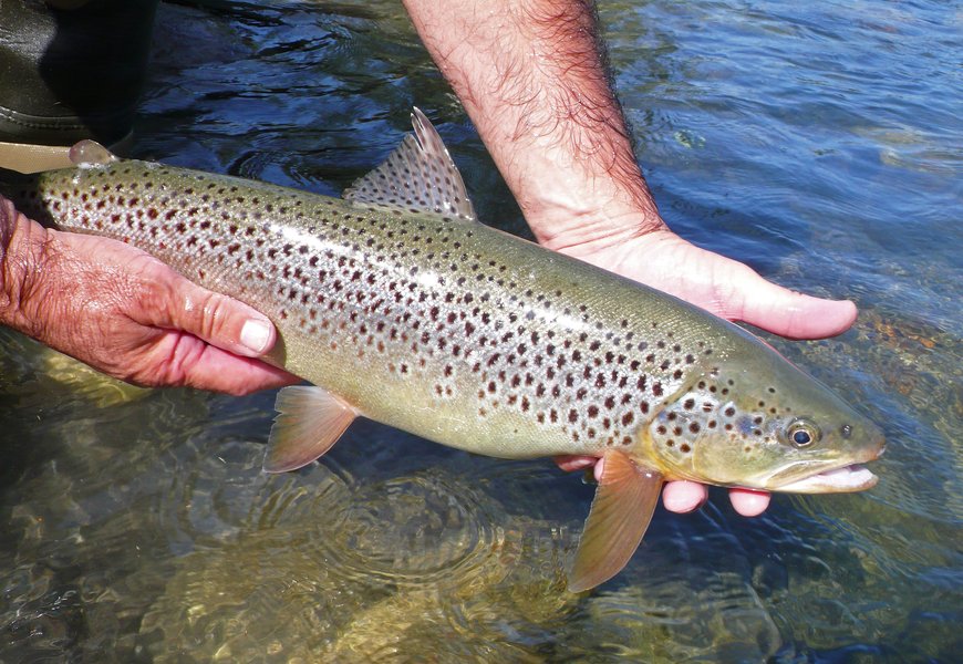 Merveilleux salmonidés : les migrations de la truite - Peche et ...