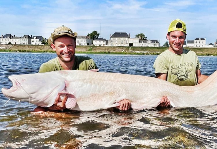 Le magnifique silure albinos de Lilian Fautrelle et Maxime Albert ...