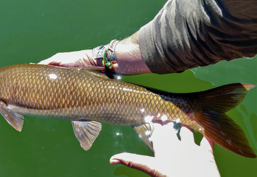 Le barbeau du Tage - Peche et Poissons | Carnassiers, carpe, truite ...