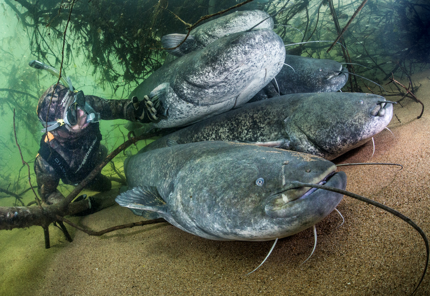 Les Dents de la Mare : un nouveau documentaire sur le silure - Peche et ...