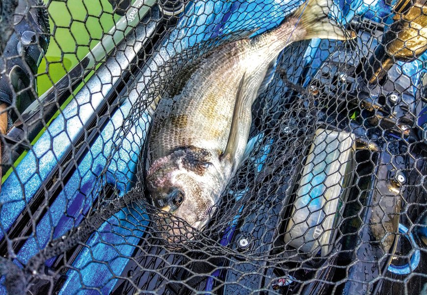 Bar, dorade royale et émissole : trois espèces pour un challenge ...