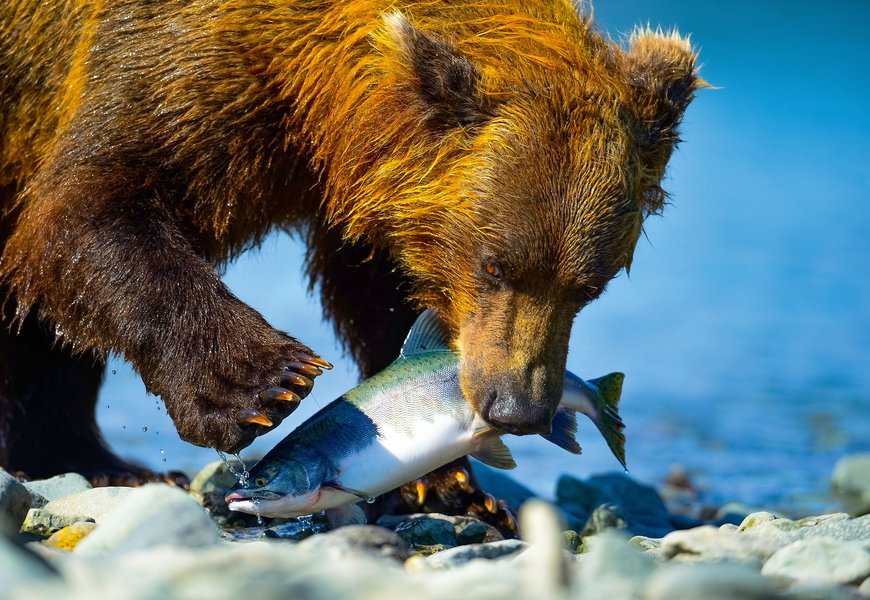La pêche en Alaska, entre ours et saumons - Peche et Poissons ...