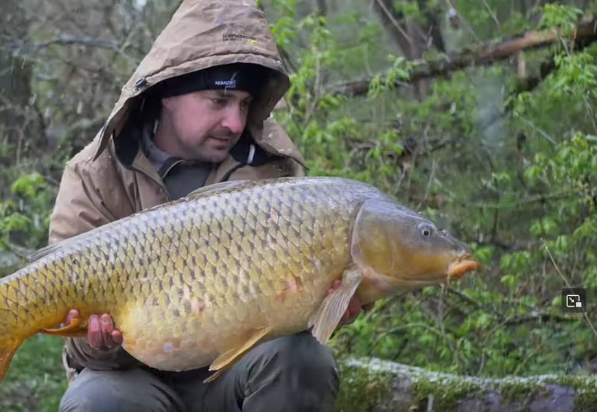 Carp Immersion - One Year - Peche et Poissons | Carnassiers, carpe ...