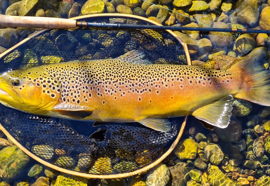 Ouverture truite : comment pêcher un gros poisson en sèche ? - Peche et ...