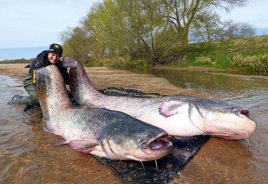 Silure : nos conseils pour la quête d'un poisson record ! - Peche et ...