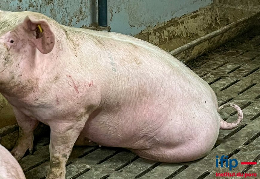 La caudectomie chez les porcs, est-ce un incontournable ? - Temavet