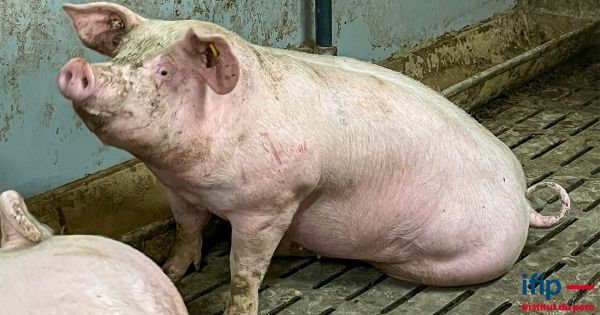 La caudectomie chez les porcs, est-ce un incontournable ? - Temavet