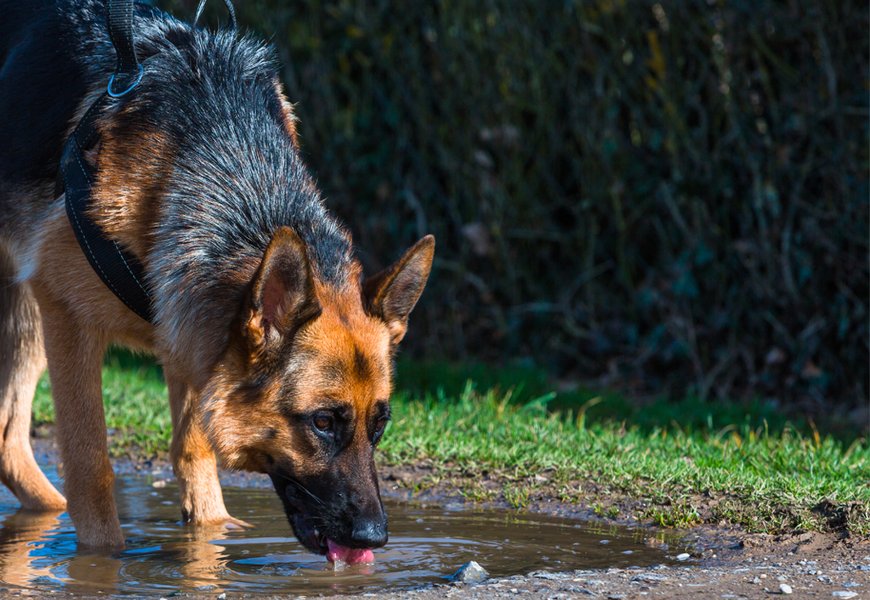 L’HYPERthyroïdie canine, quand la suspecter et comment l'investiguer ...