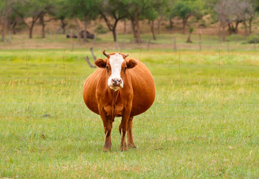 Le diagnostic de gestation en bovine : une étape clé dans la gestion d ...