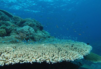 Nouvelle-Calédonie : création du parc naturel de la mer de Corail - Bus ...